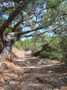 Pefki Gorge, Makrigialos South Crete | East Crete Travel Guide